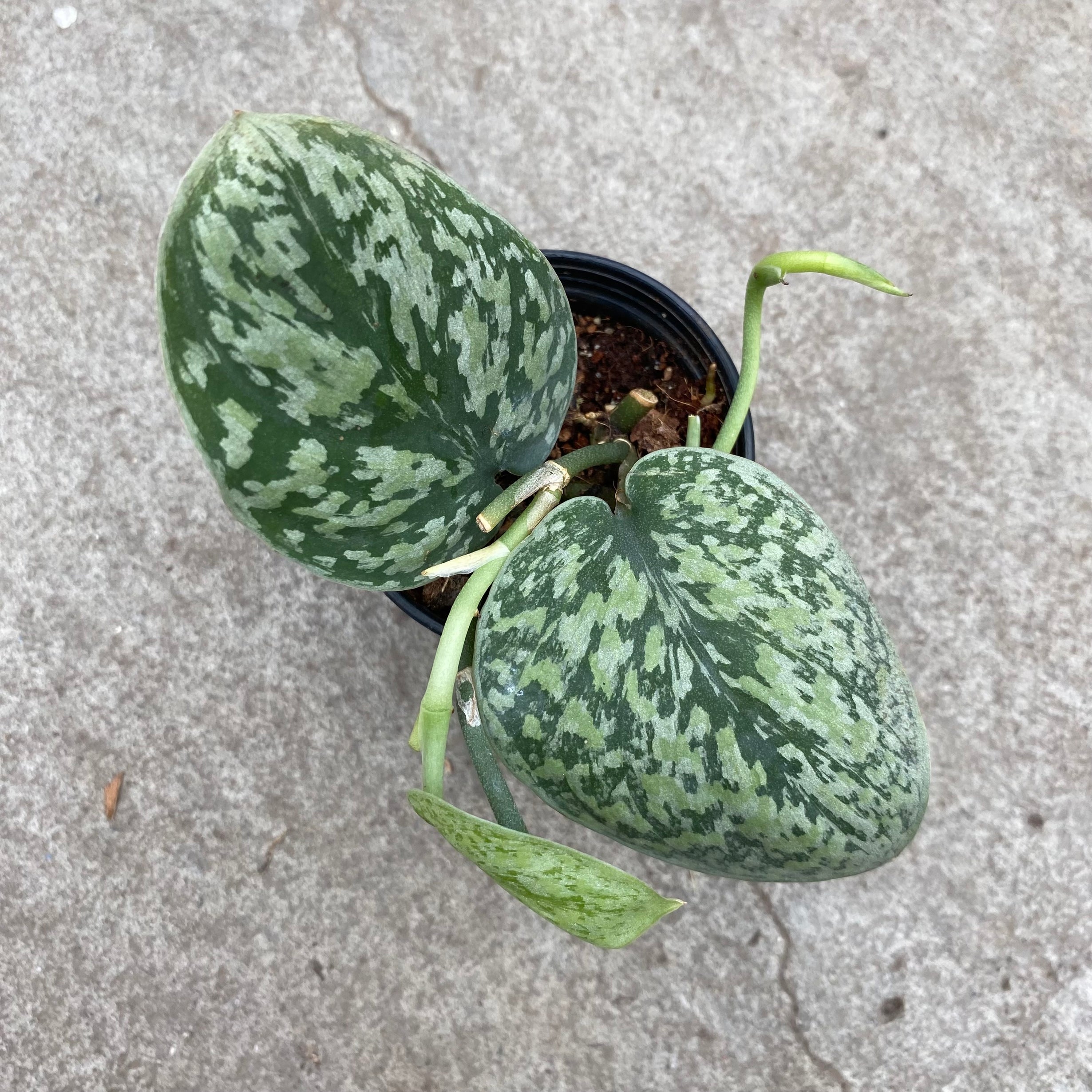 Scindapsus snake scale – Serres Lavoie