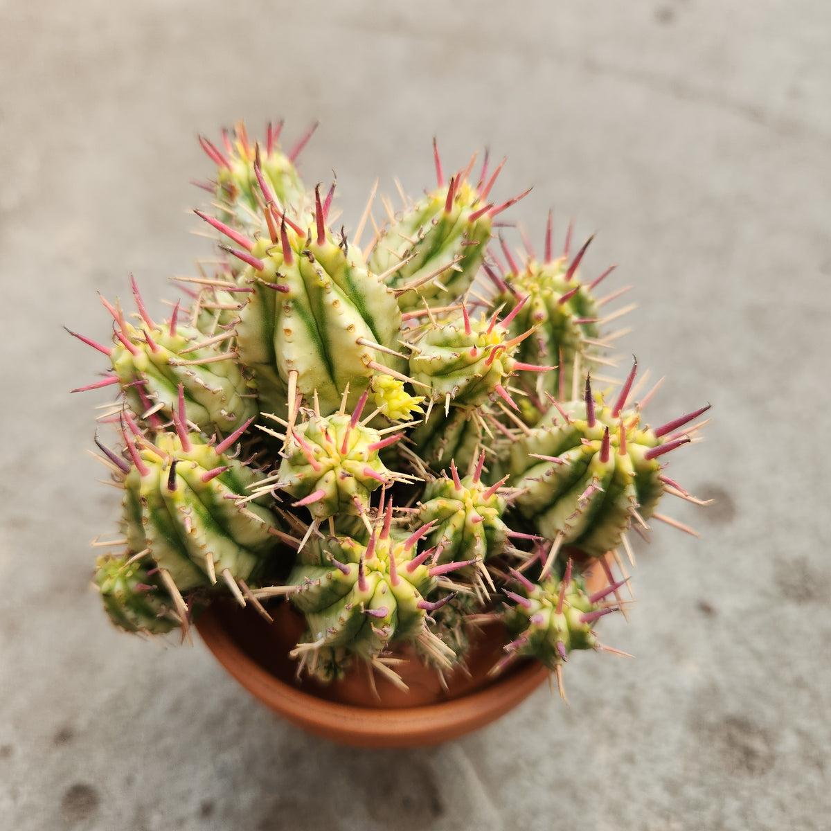 Euphorbia enopla f. variegata | Succulents | Plantarium – Serres Lavoie