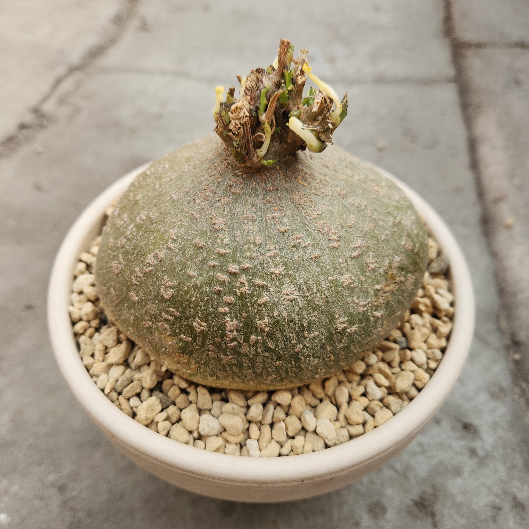 Caudex | Plantes et Accessoires | Serres Lavoie