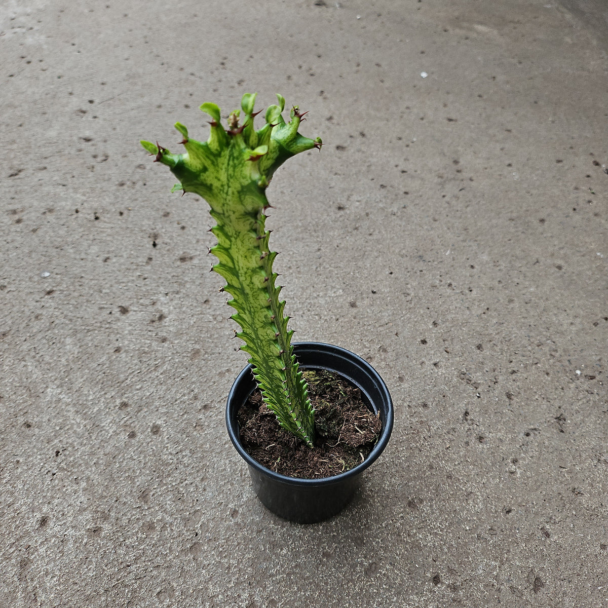 Euphorbia trigona cv. Mint Cream | Succulentes | Plantearium – Serres ...