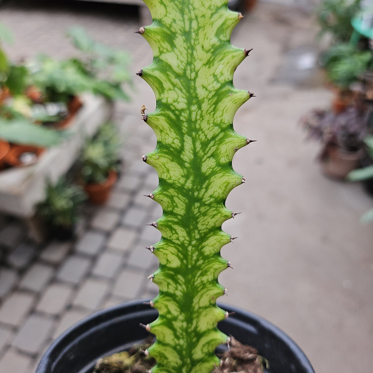 Euphorbia trigona cv. Mint Cream | Succulentes | Plantearium – Serres ...