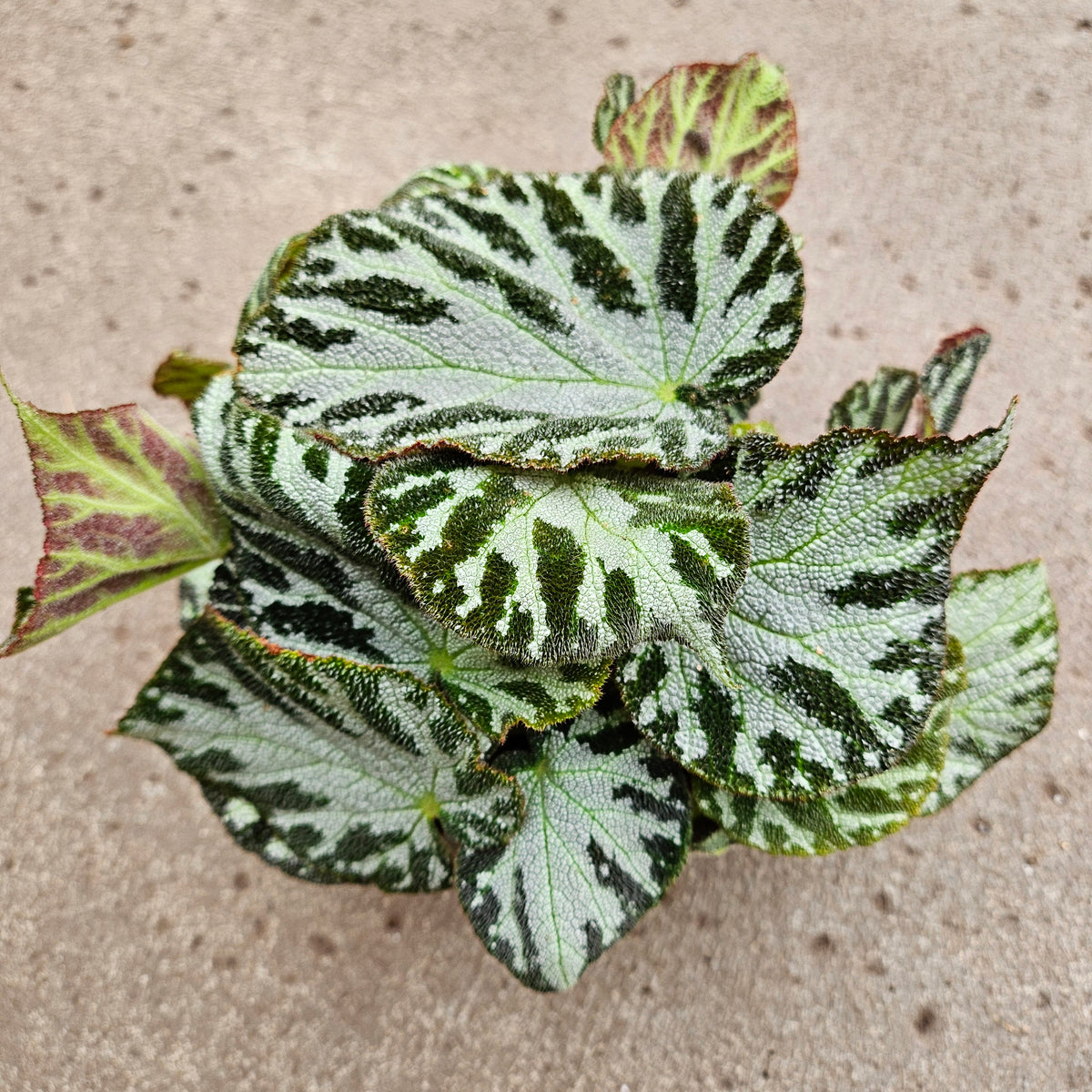 Begonia Rex 'Silver Jewel' - Serres Lavoie