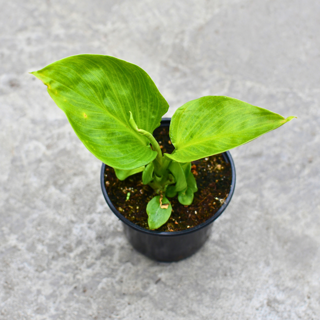 Homalomena 'Sunshine Gem' – Serres Lavoie