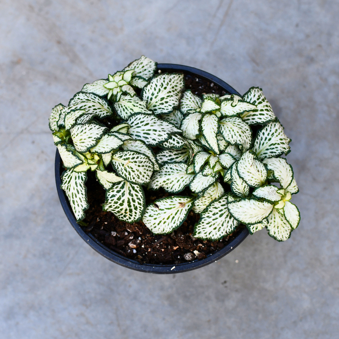 Fittonia 'Tiger' – Serres Lavoie