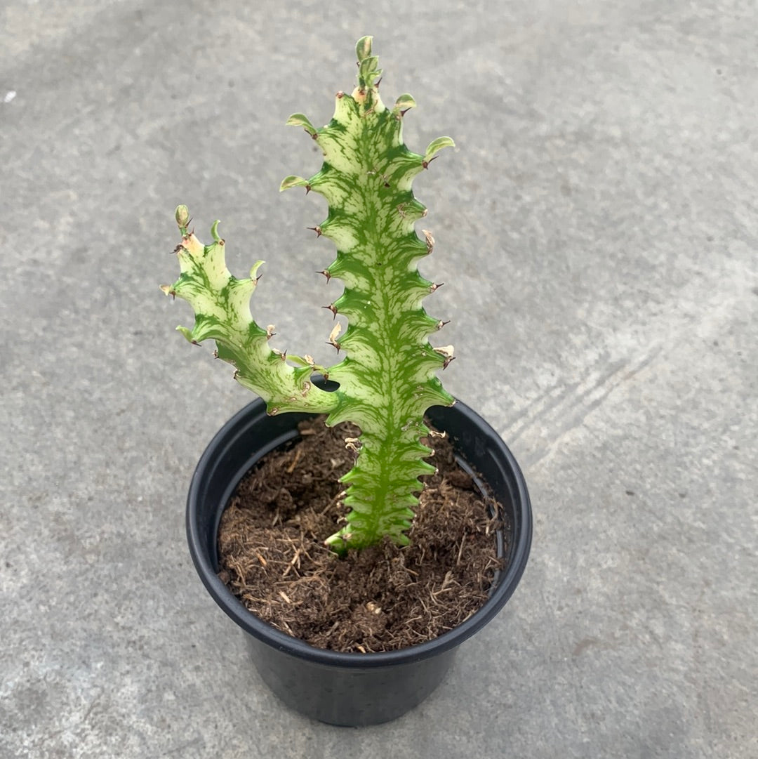 Euphorbia trigona cv. Mint Cream | Succulentes | Plantearium – Serres ...