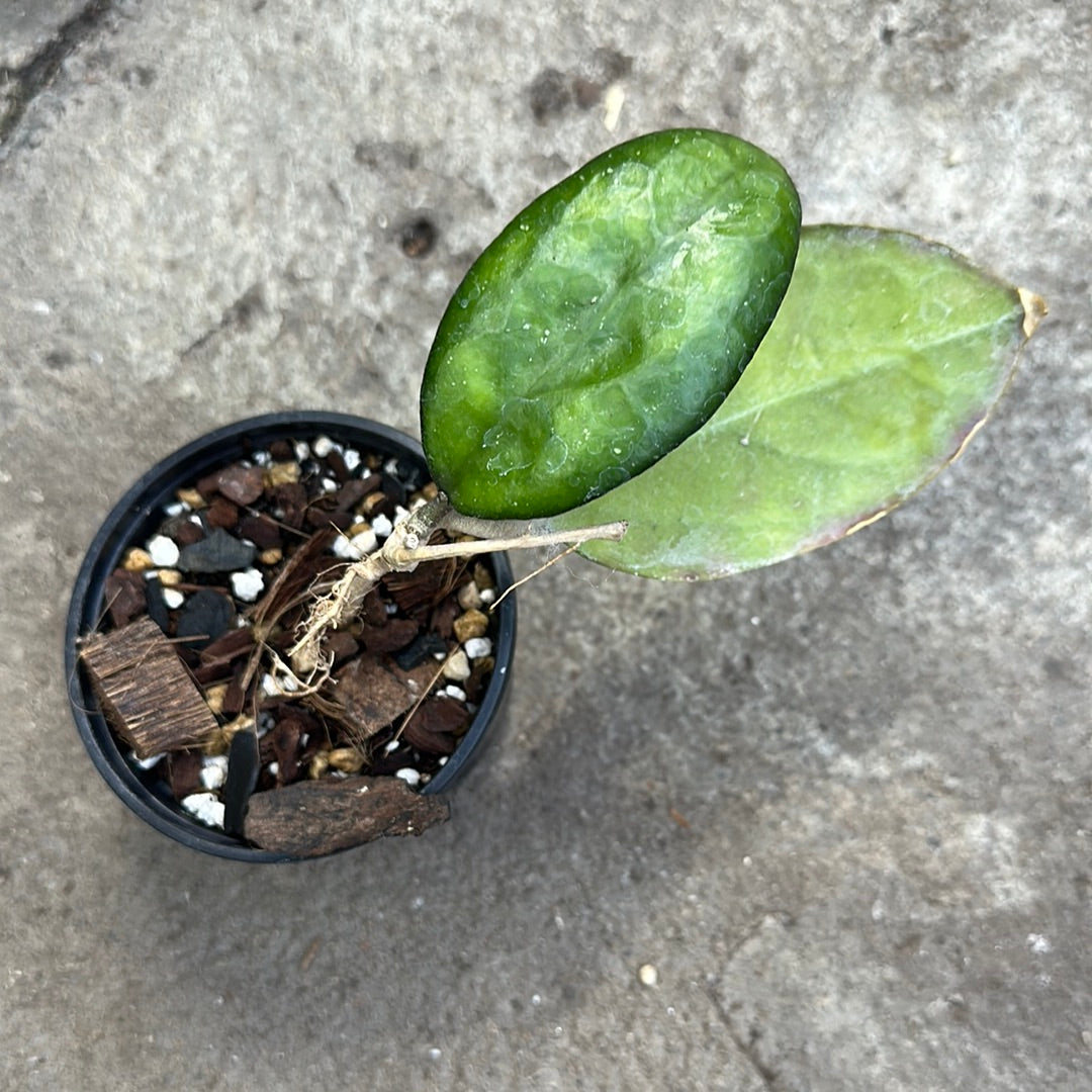 Hoya cv. Joy – Serres Lavoie