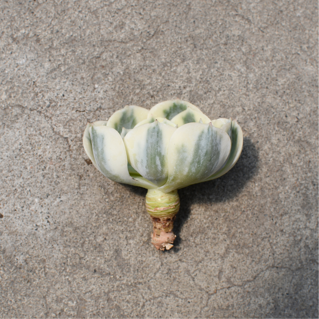 Echeveria 'Compton Carousel' – Serres Lavoie