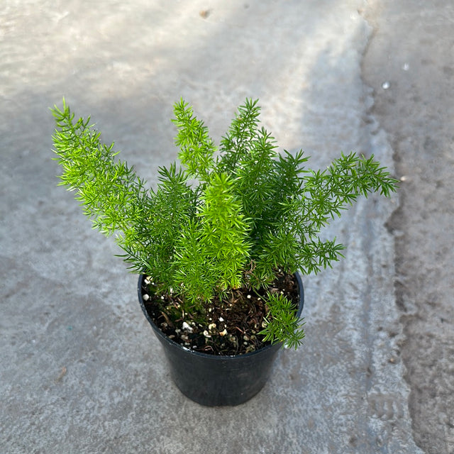 Asparagus meyeri – Serres Lavoie