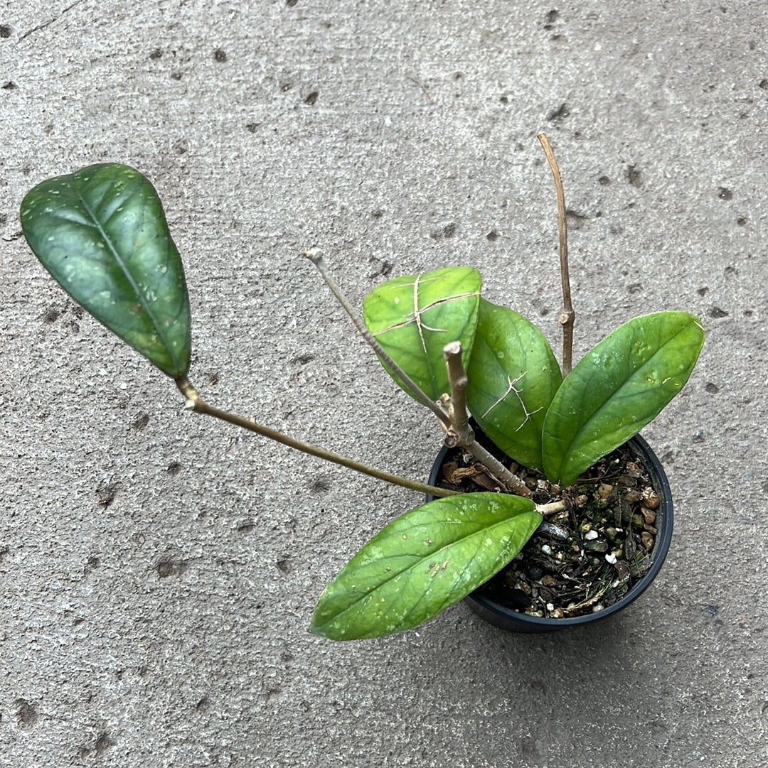 Hoya aff. clemensorium Iml 1198 – Serres Lavoie
