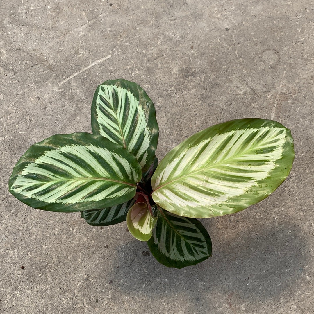 Calathea roseopicta 'Cora' – Serres Lavoie