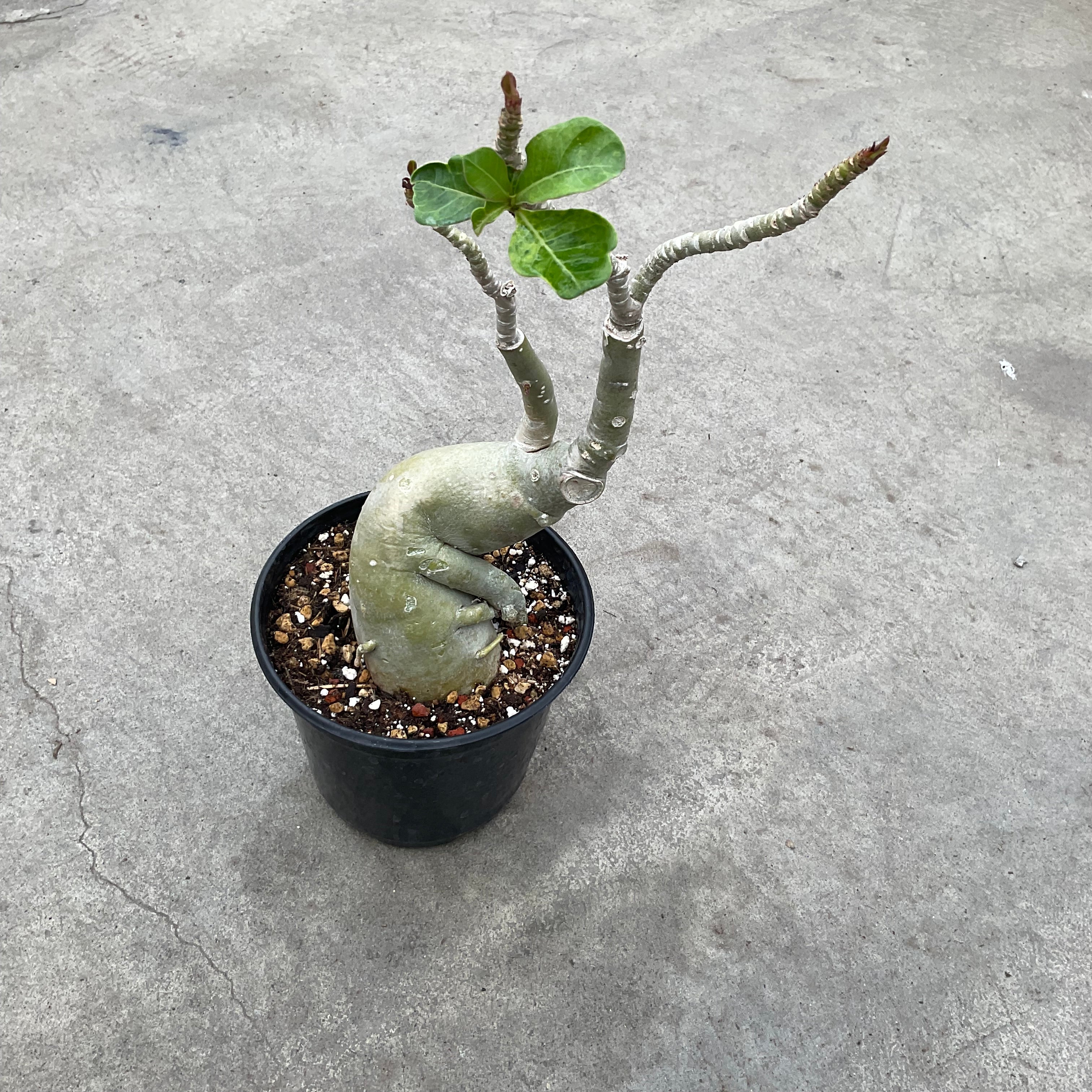 Adenium 'Black Border' – Serres Lavoie