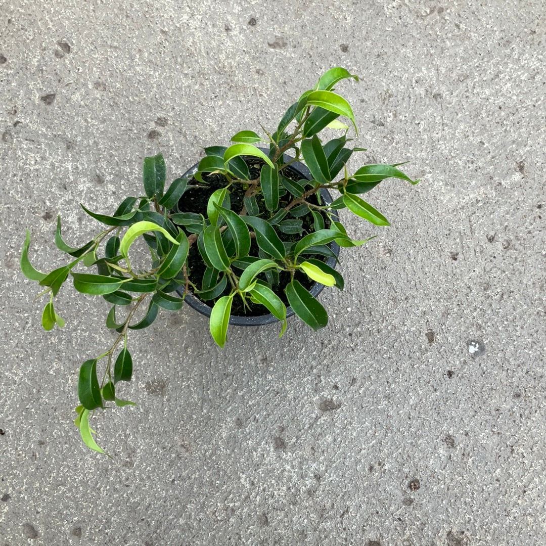 Ficus benjamina 'Curly' – Serres Lavoie