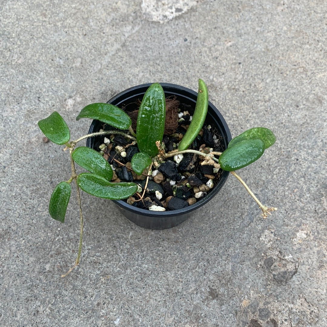 Hoya lyi big leaves – Serres Lavoie