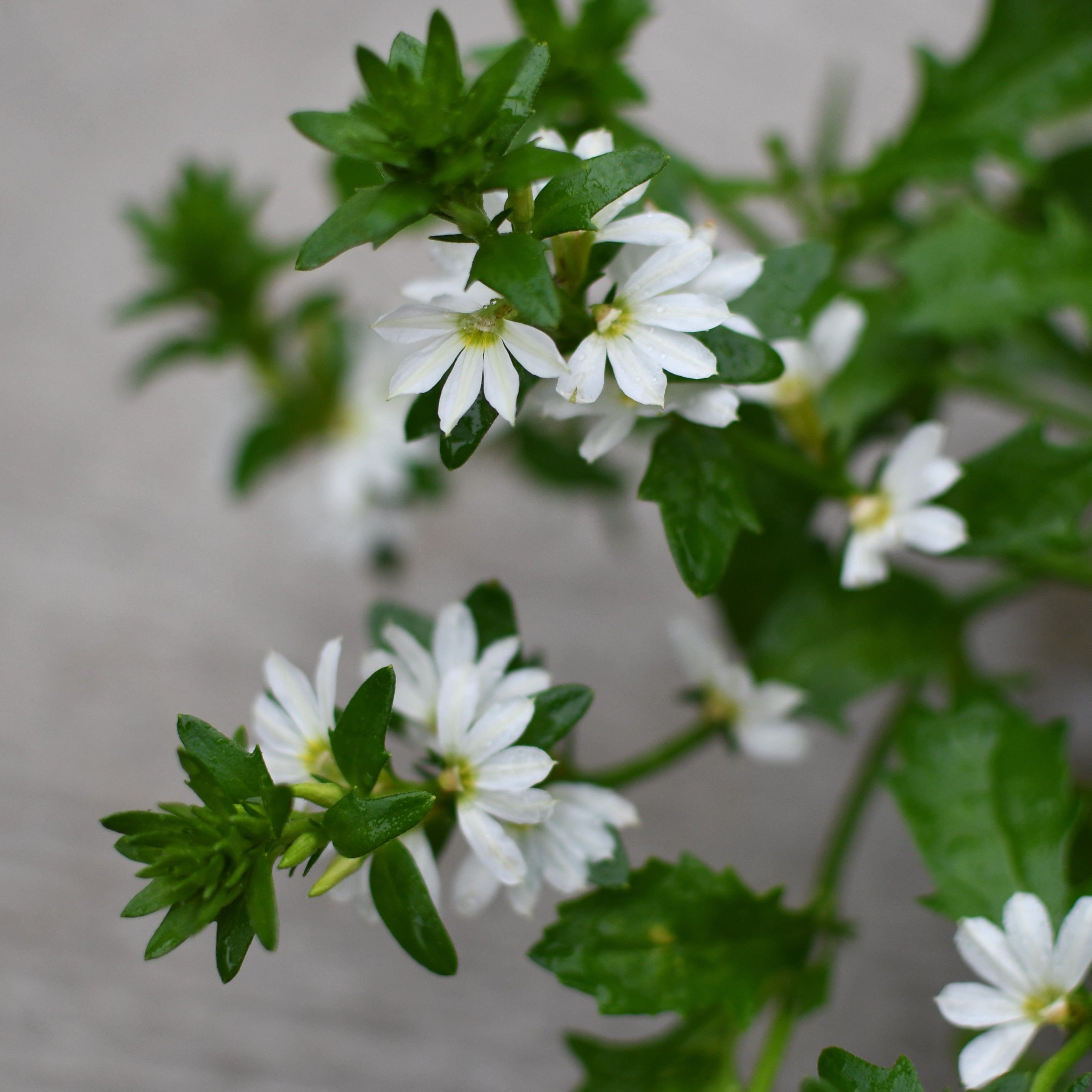 Scaevola 'Touch White' – Serres Lavoie