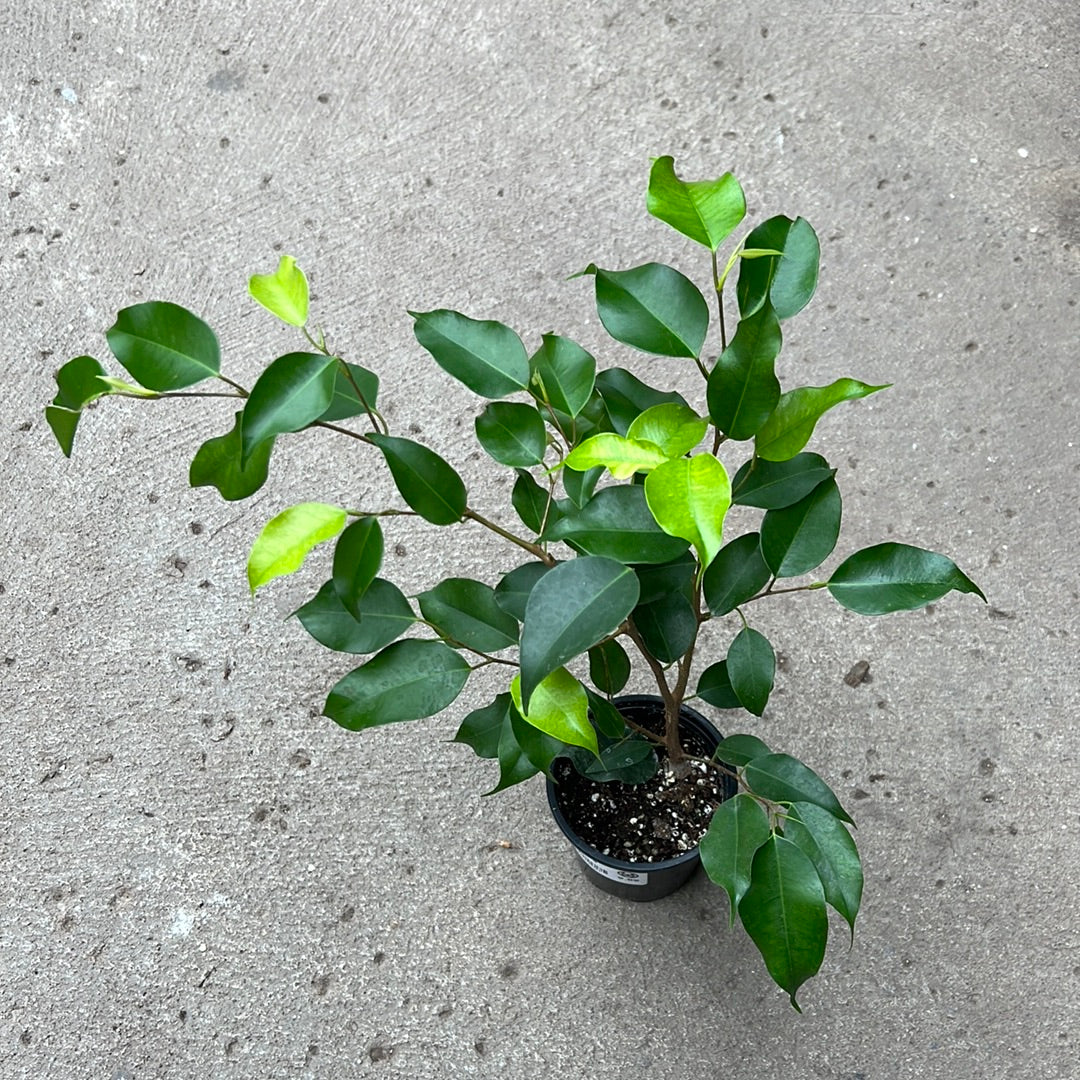 Ficus Benjamina – Serres Lavoie