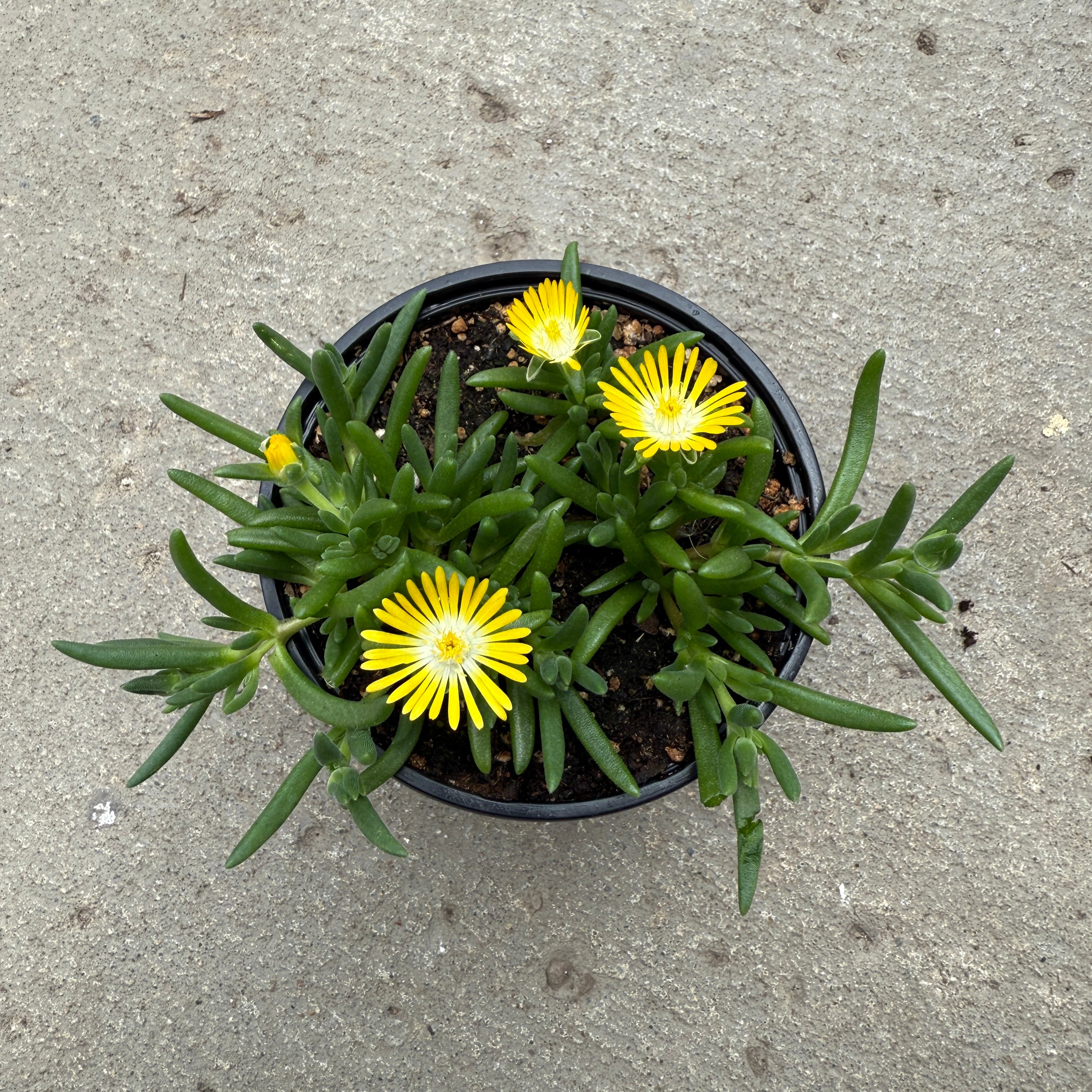 Delosperma Royal Ranger Yellow – Serres Lavoie