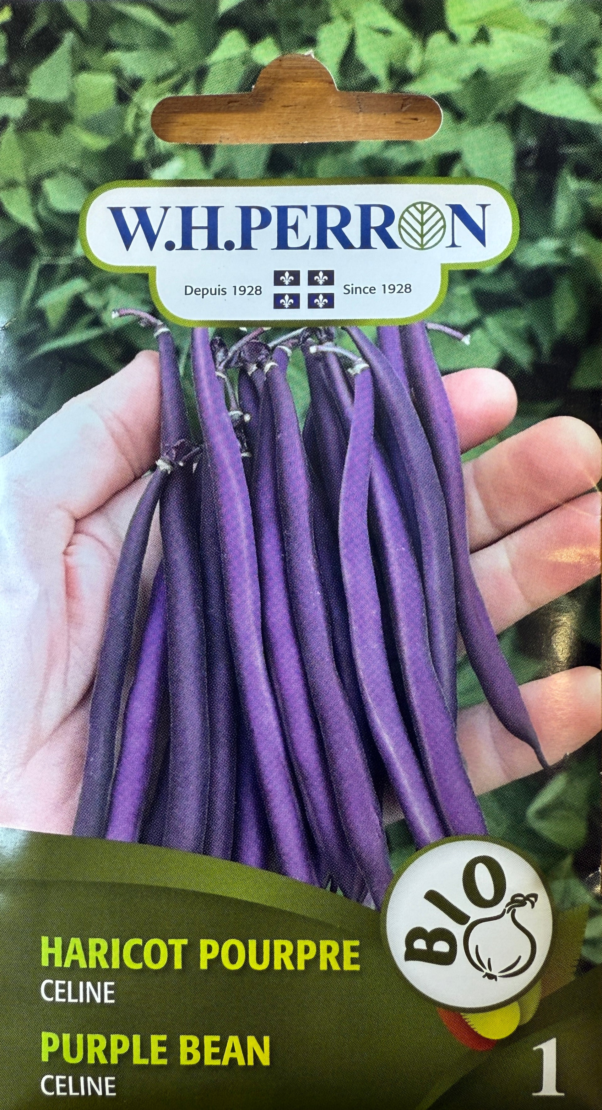 Celine Purple Bean Seeds *Organic* – Serres Lavoie