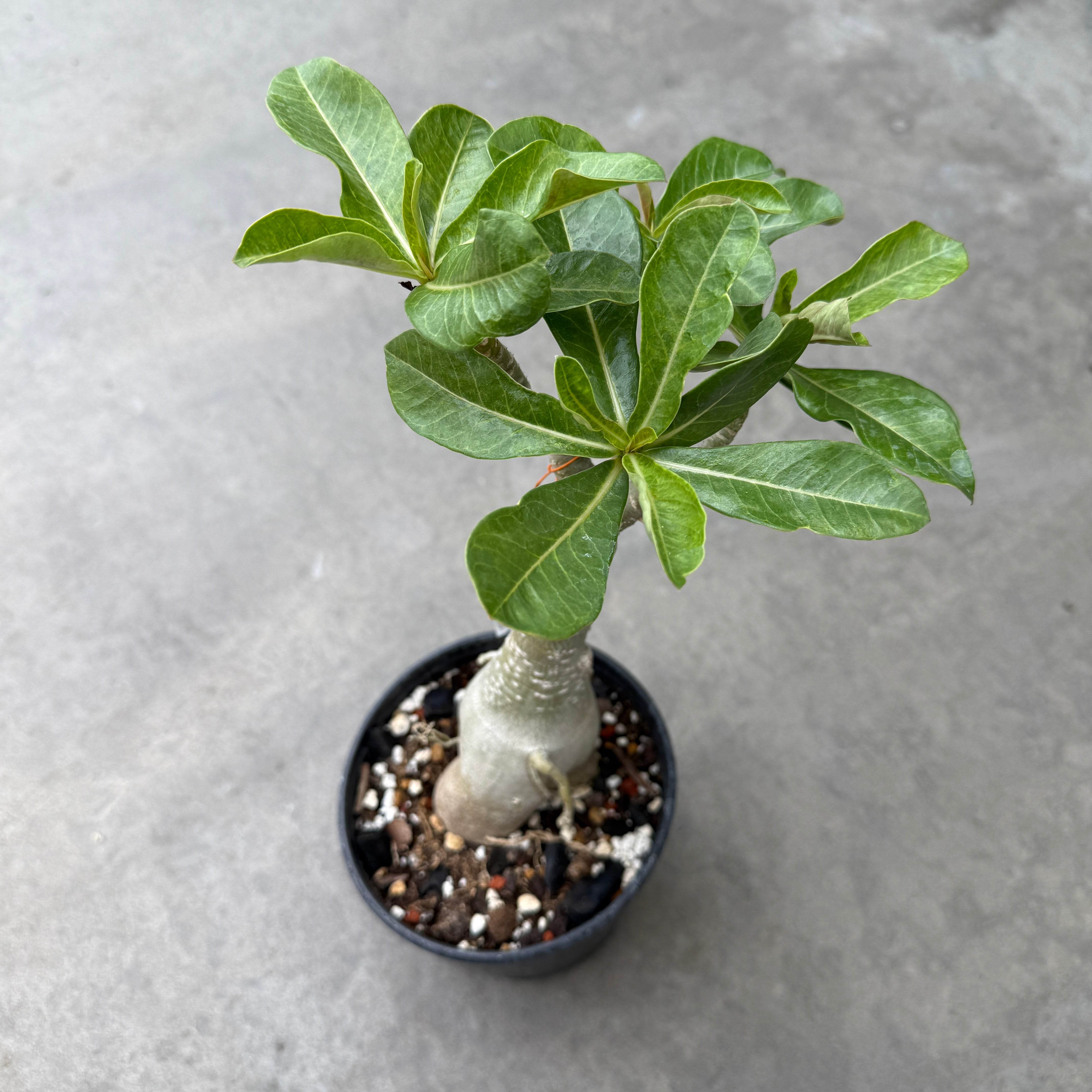 Adenium 'Triple Red' – Serres Lavoie