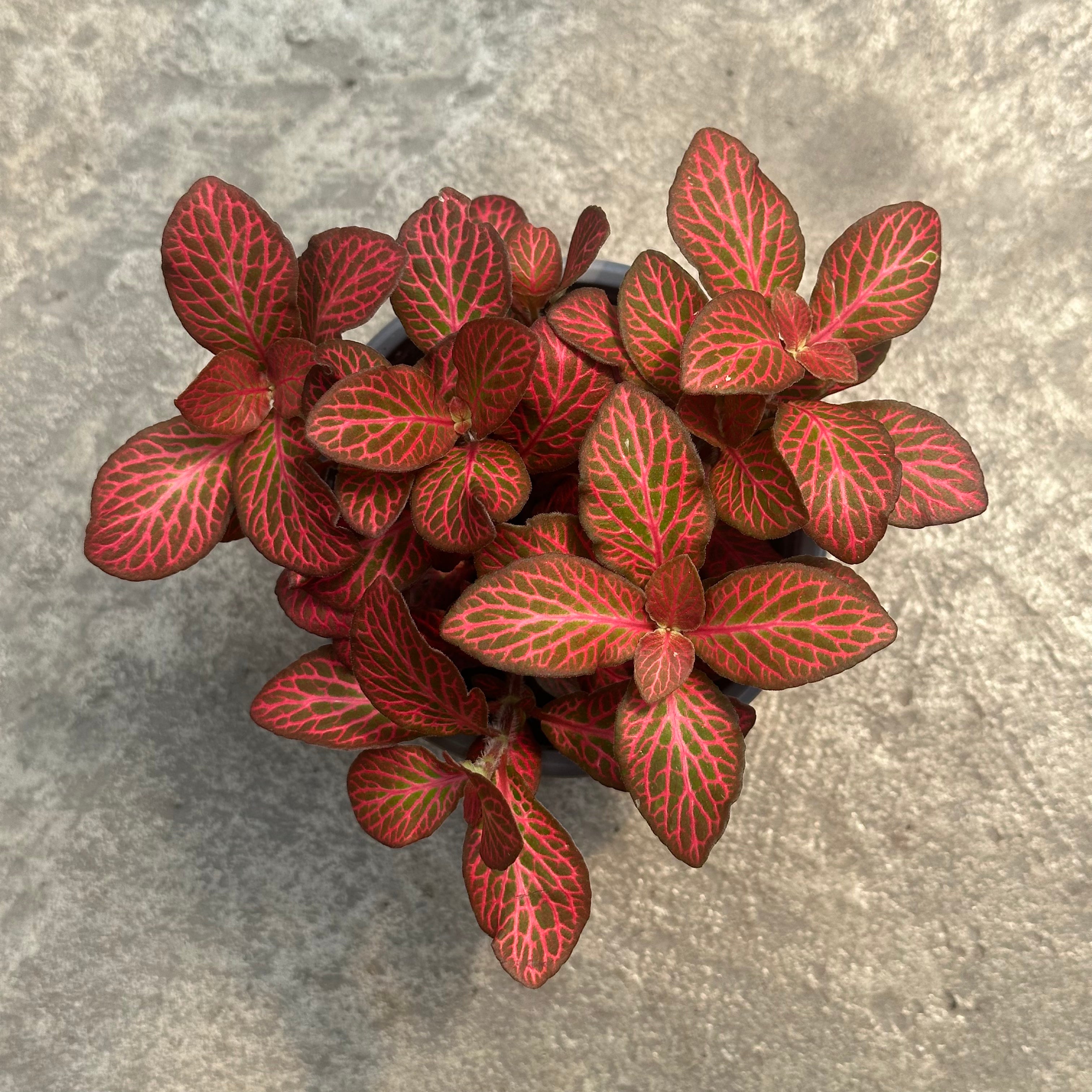 Fittonia albivenis 'Flammule' – Serres Lavoie