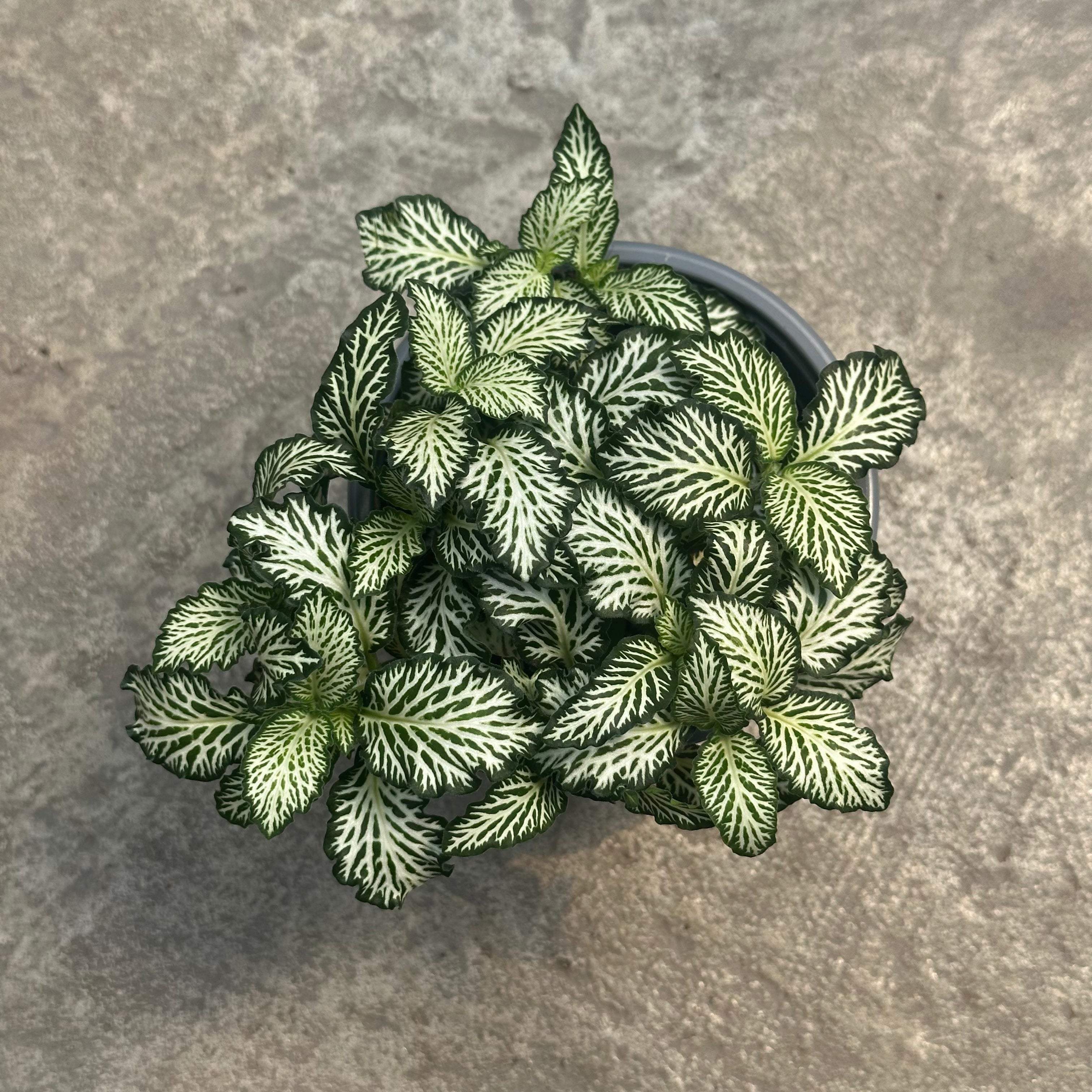 Fittonia 'Tiger' – Serres Lavoie