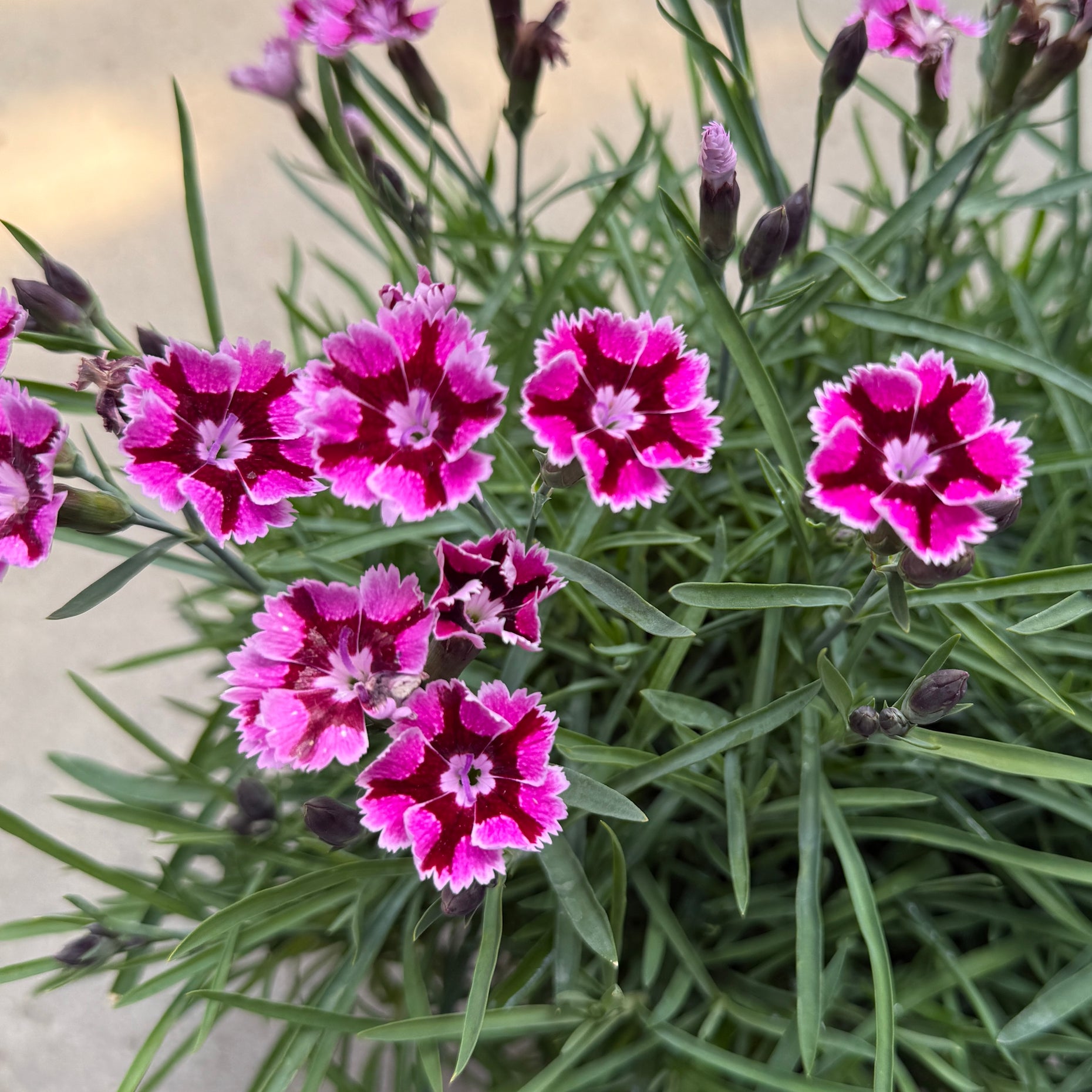 DIANTHUS EVERLAST RUBY EDGE – Serres Lavoie