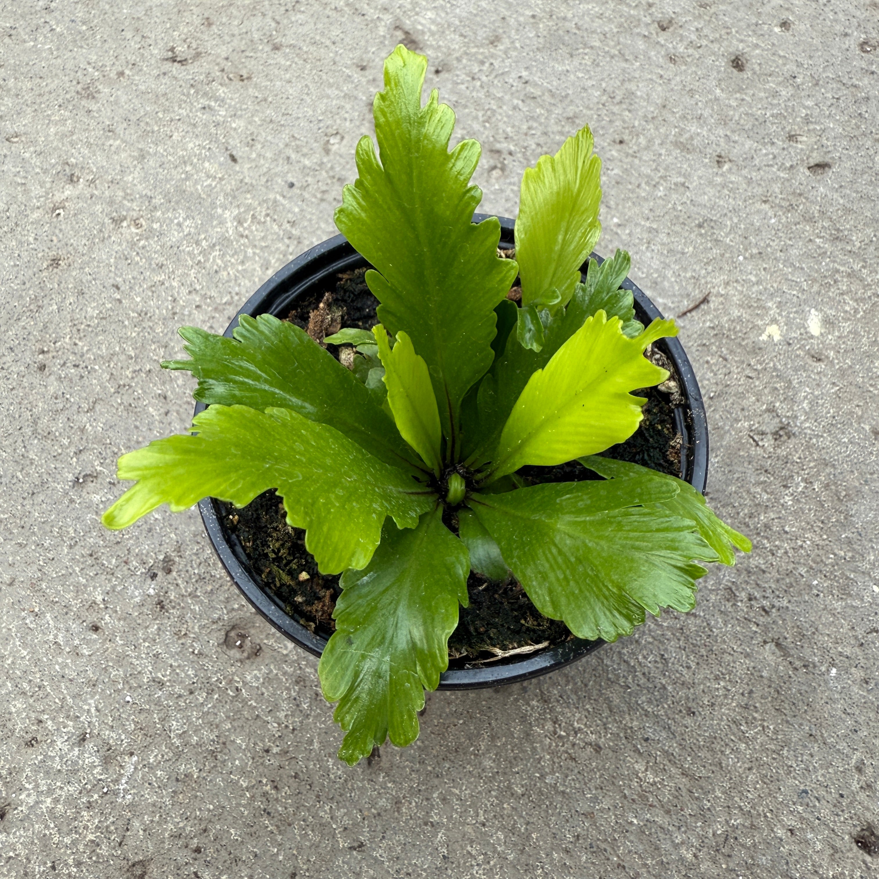 Asplenium 'Curly Wave' | Tropicales | Plantearium – Serres Lavoie