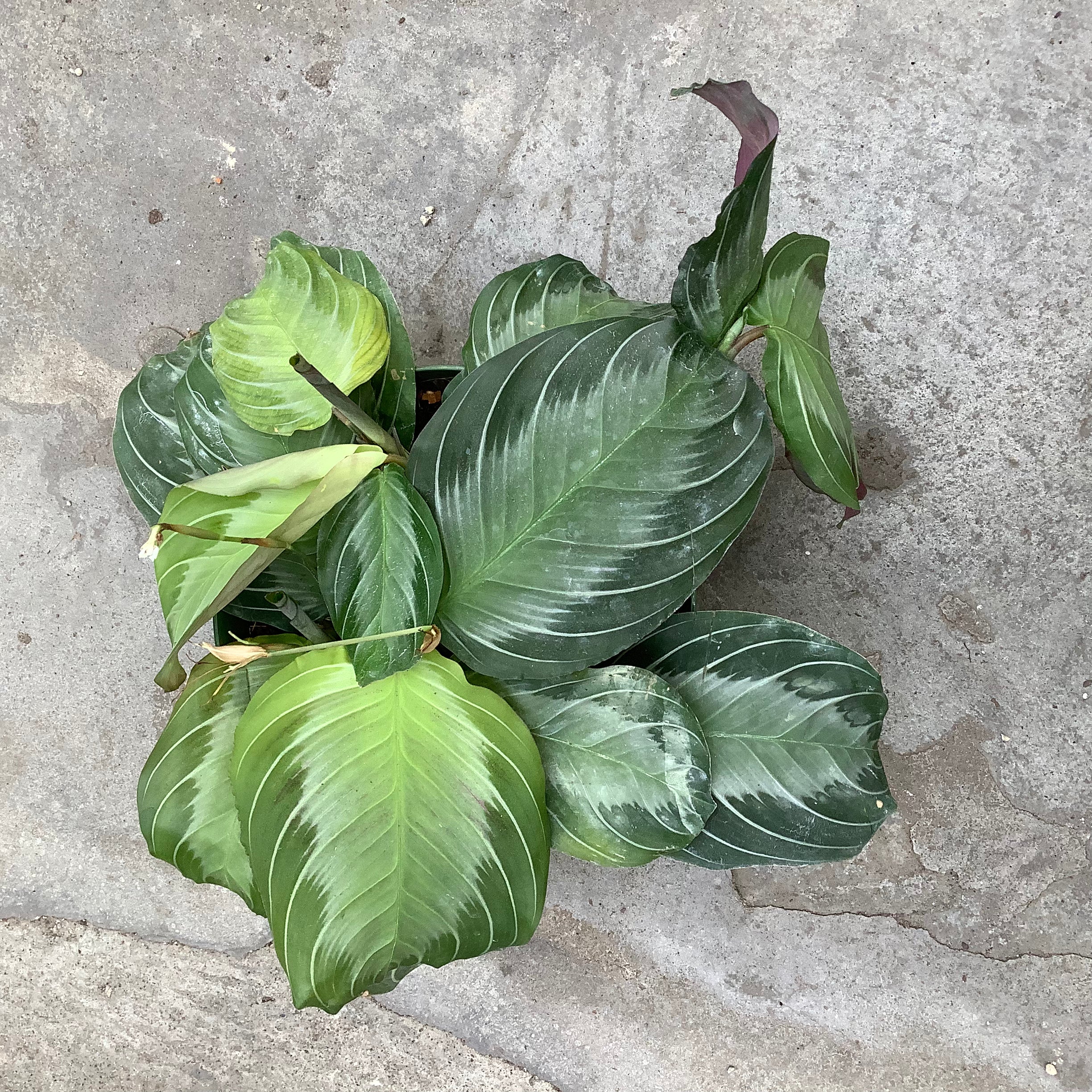 Marantha leuconeura 'Silver Band' – Serres Lavoie