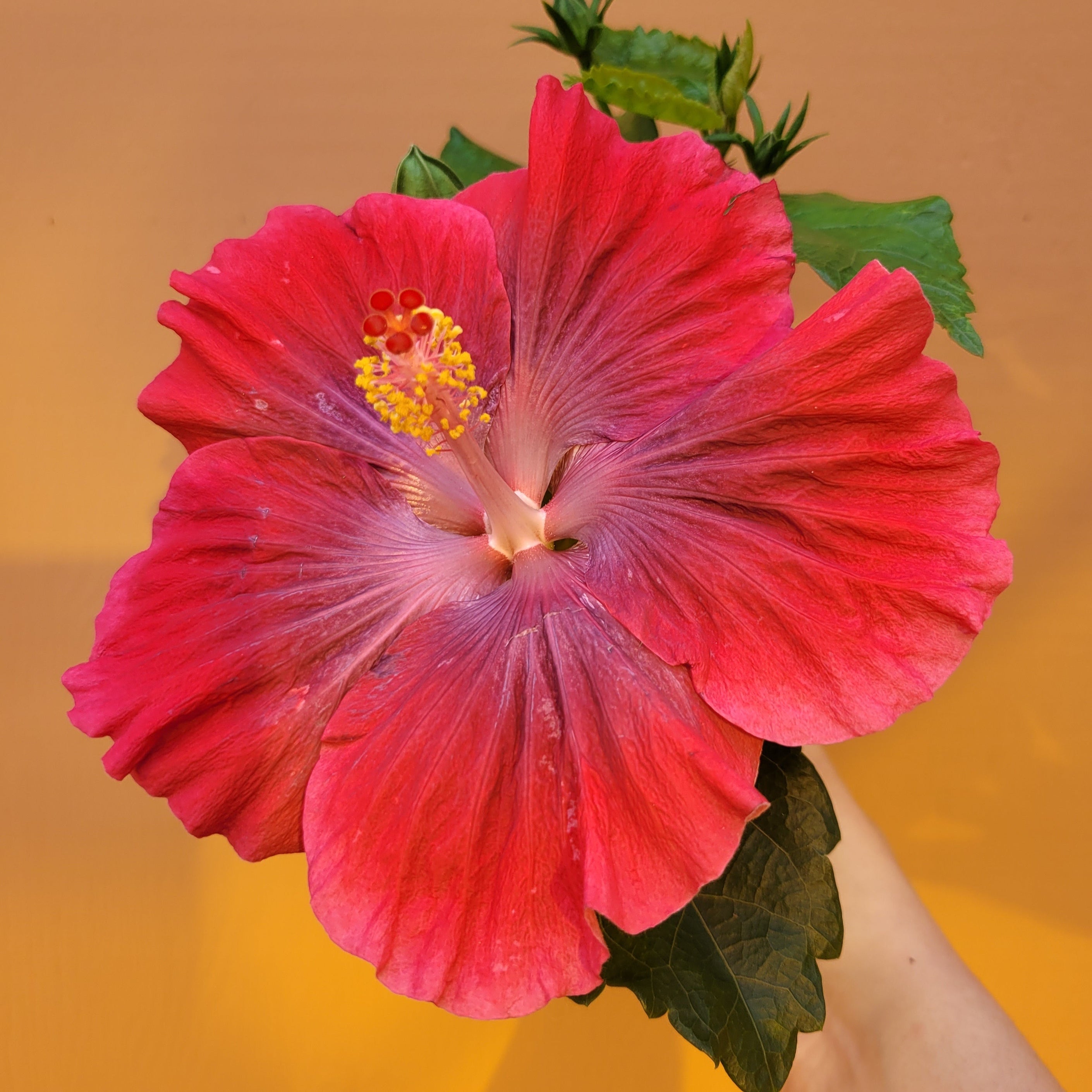 Hibiscus rosa-sinensis 'Ruby Tuesday' – Serres Lavoie