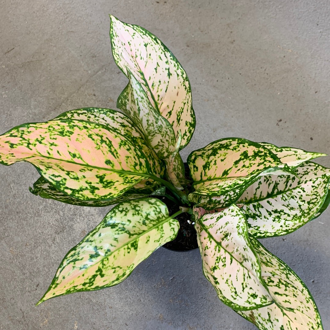 Aglaonema 'Pink Princess' | Tropicales | Plantearium – Serres Lavoie