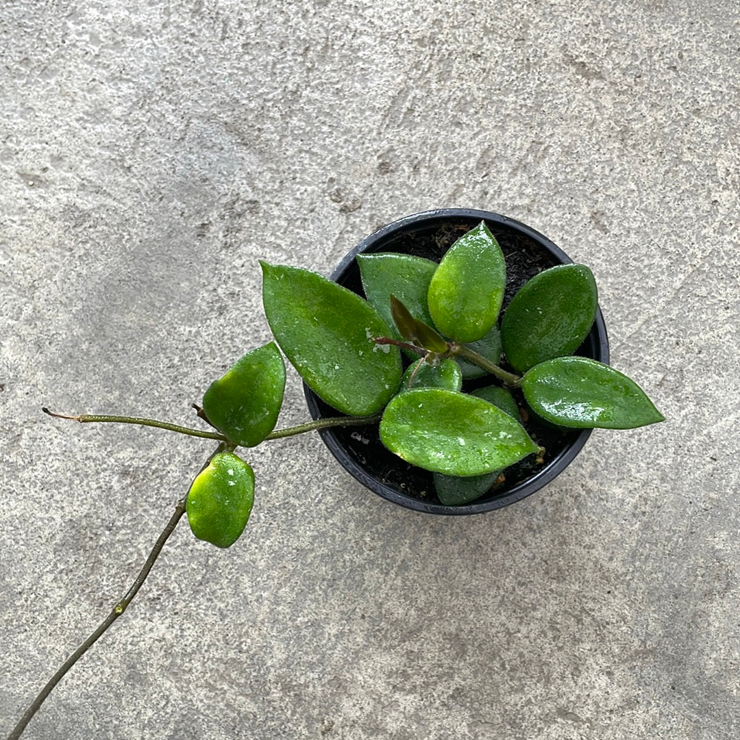 Hoya chouke – Serres Lavoie