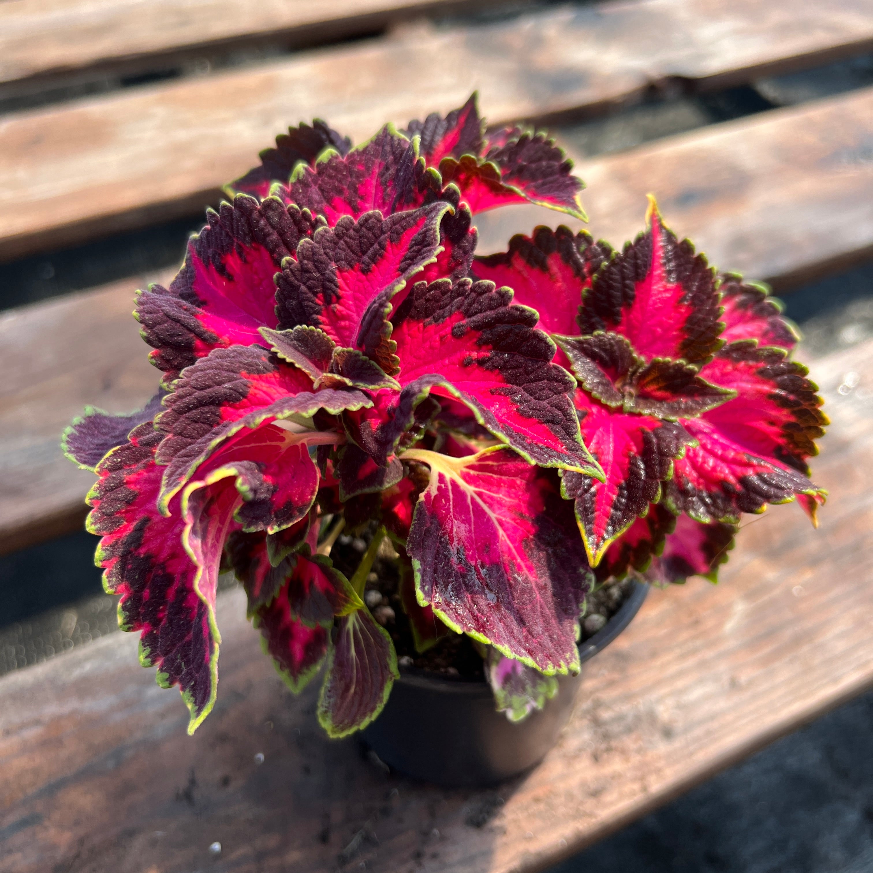 Coleus 'Main Street Fifth Avenue' – Serres Lavoie