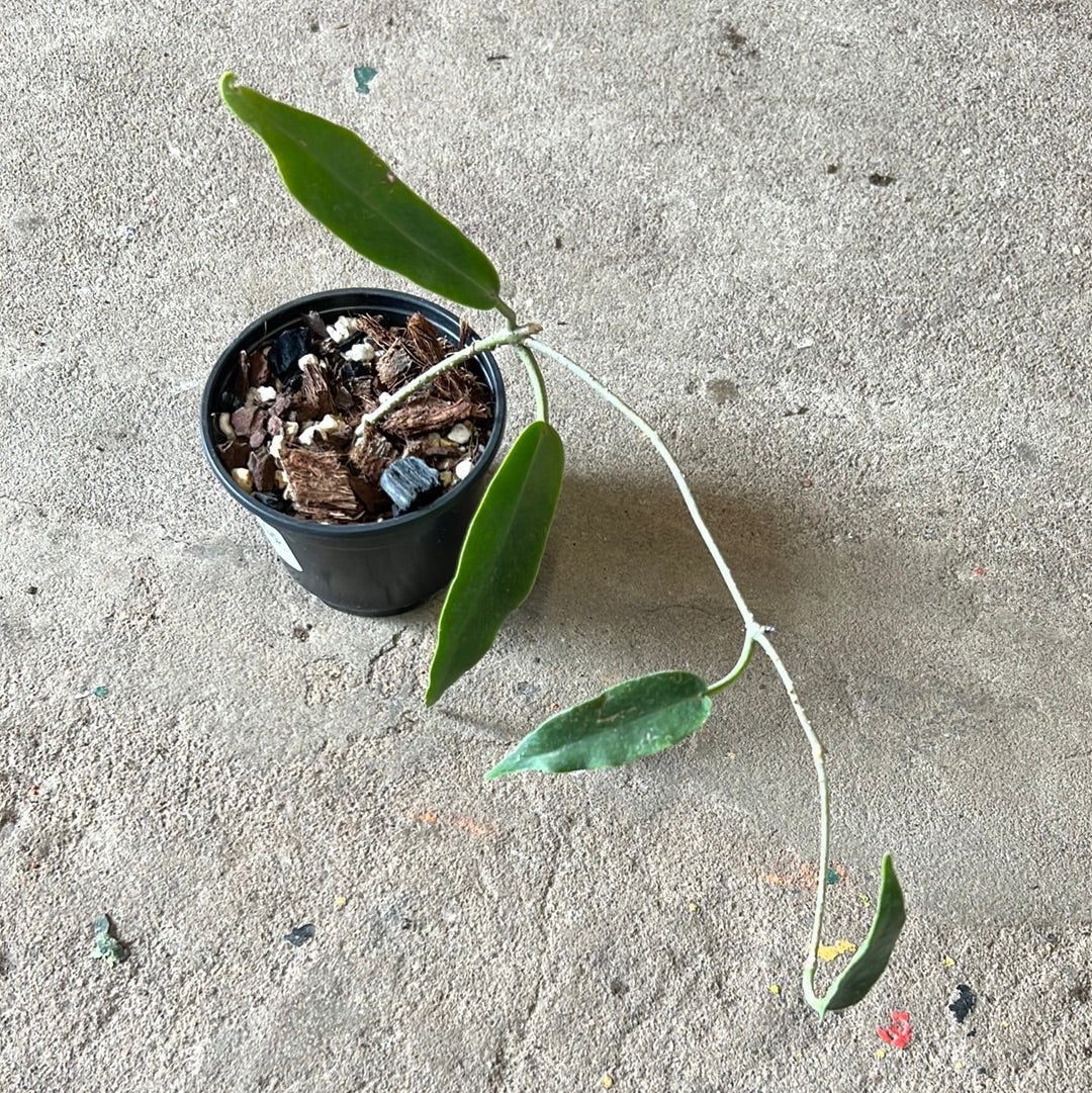 Hoya macgillivrayi – Serres Lavoie