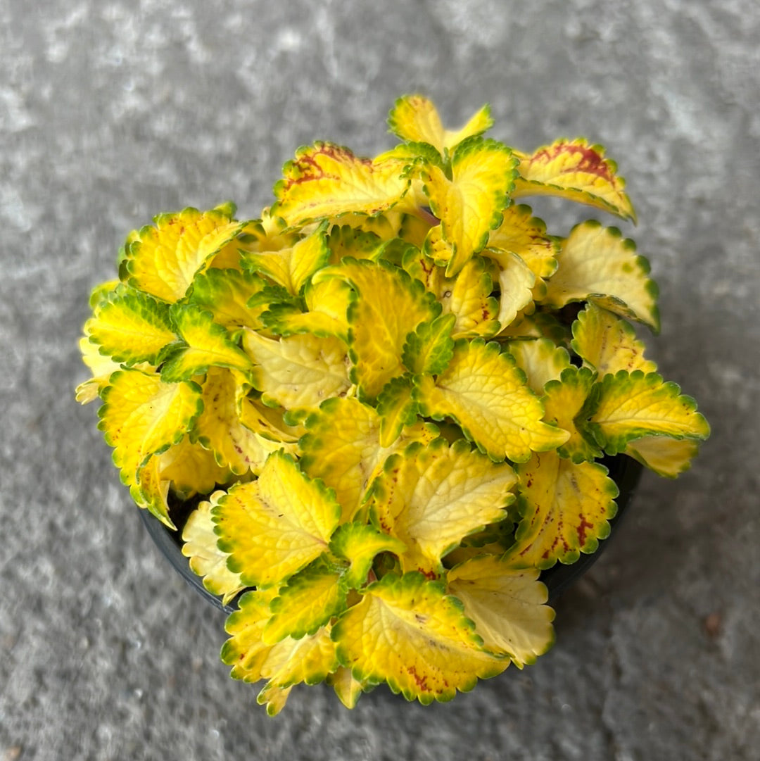 Coleus 'Electric slide' – Serres Lavoie