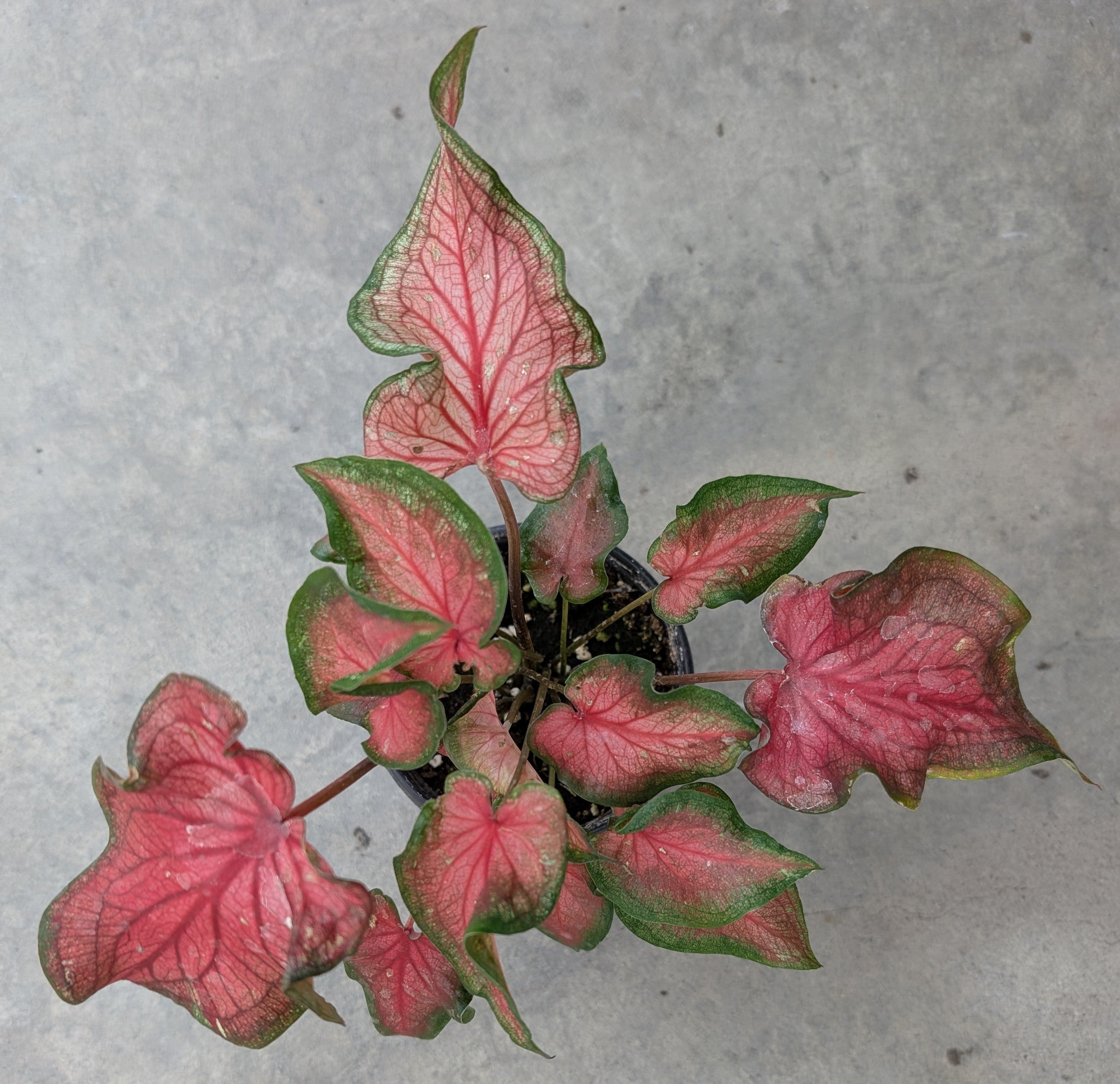 Caladium bicolor 'Fairytale Princess' – Serres Lavoie