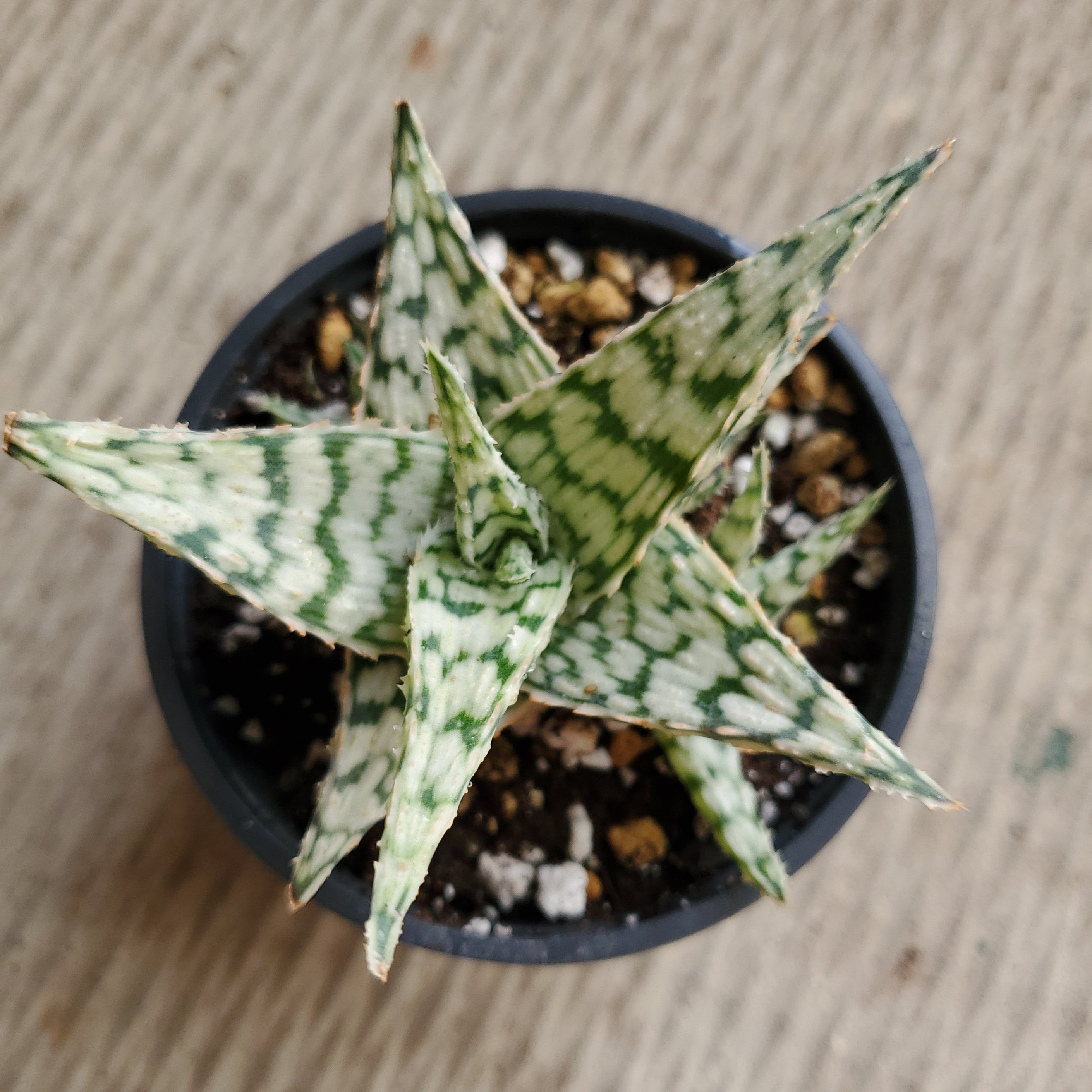 Aloe 'White fox' | Succulentes | Plantearium – Serres Lavoie