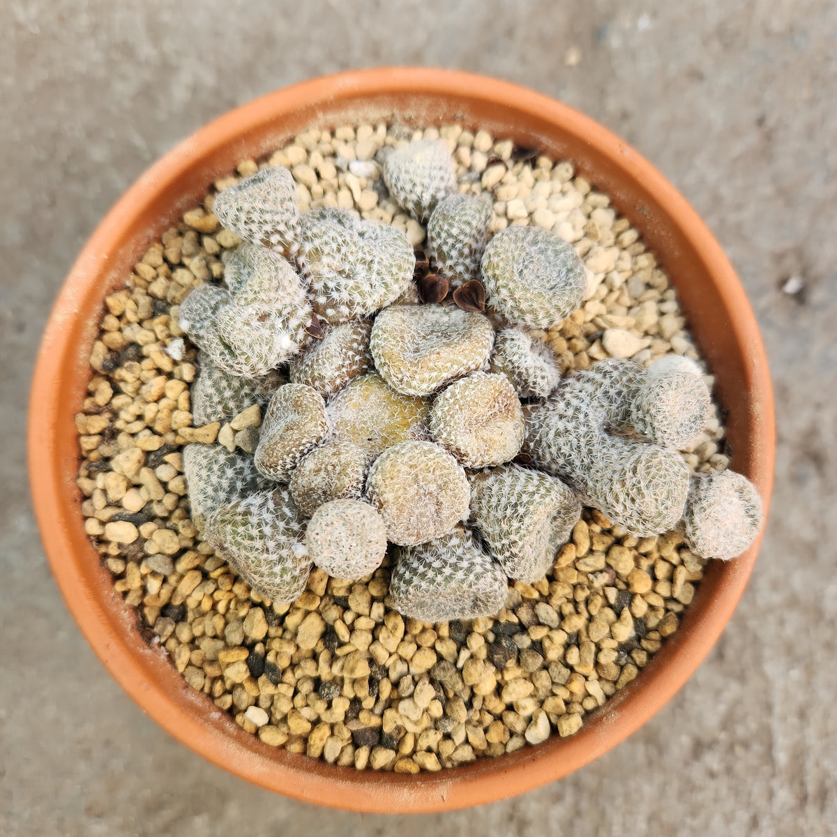 Puna clavarioides – Serres Lavoie