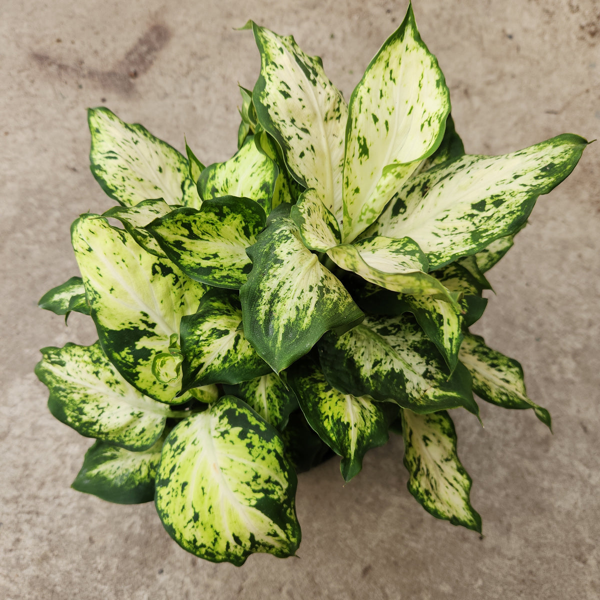 Dieffenbachia 'Amy' – Serres Lavoie