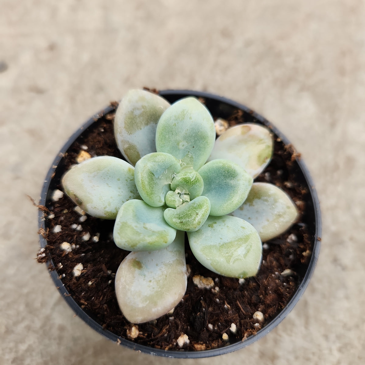 Graptopetalum 'Ellen' | Succulentes | Plantearium – Serres Lavoie