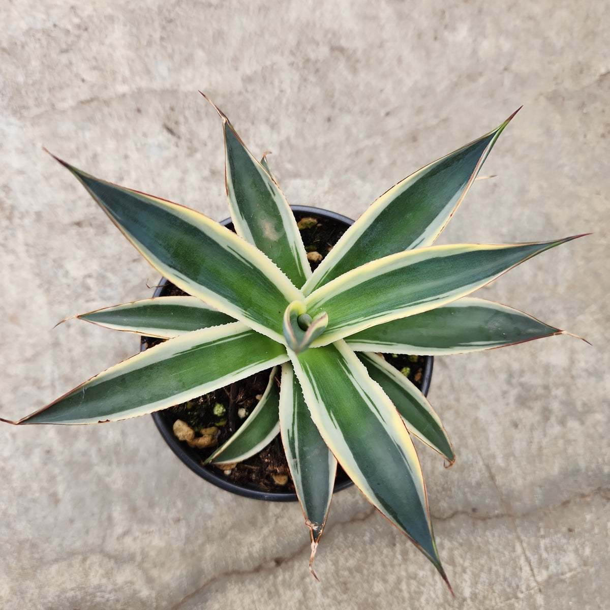 Agave 'Snow Glow' | Succulentes | Plantearium – Serres Lavoie