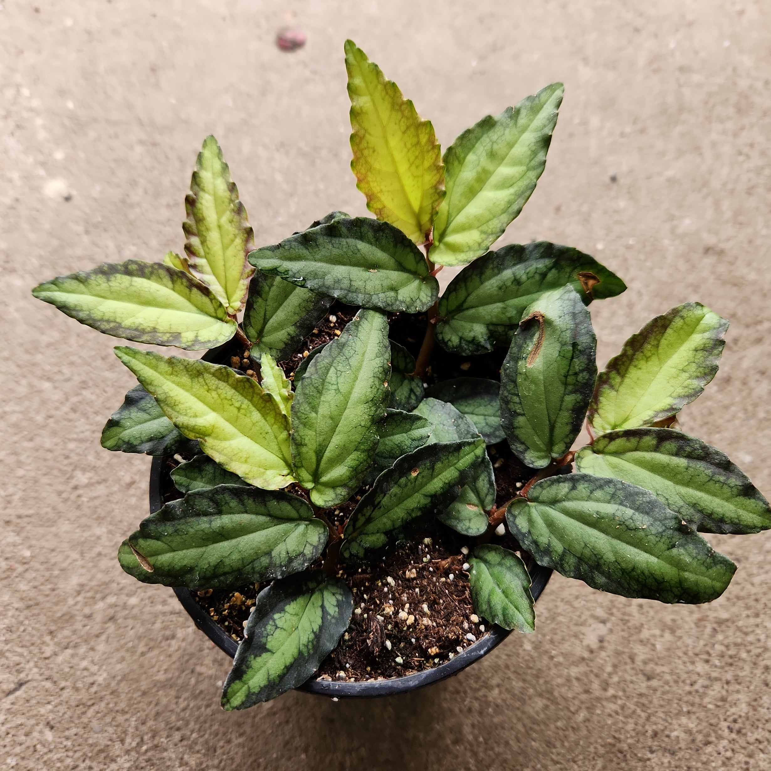 Pellionia repens | Tropicales | Plantearium – Serres Lavoie