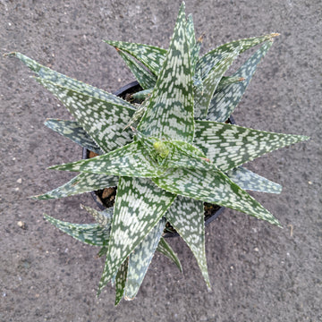 Aloe 'White fox' | Succulentes | Plantearium – Serres Lavoie