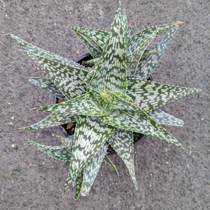 Aloe 'White fox' | Succulentes | Plantearium – Serres Lavoie
