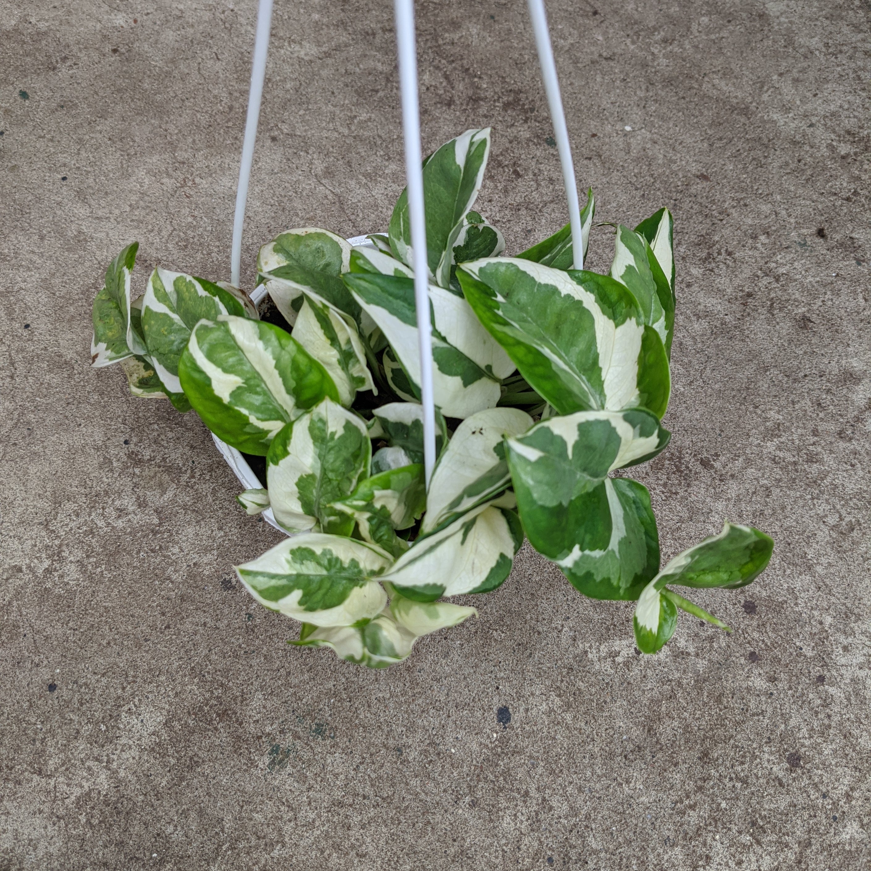 Epipremnum aureum 'Pearls and jade' | Tropicales | Plantearium – Serres ...