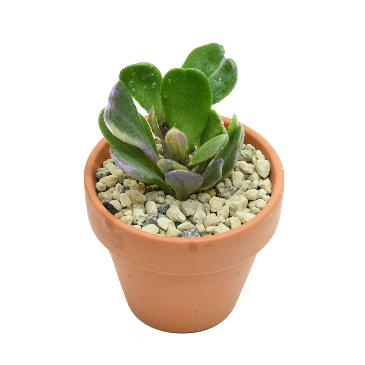 Senecio jacobsenii f. variegata – Serres Lavoie