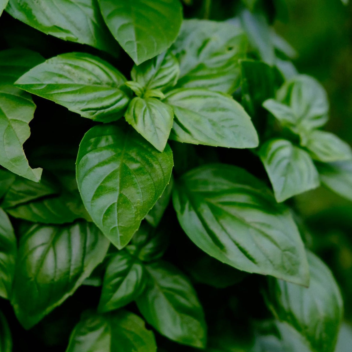 Semences de Basilic Mammouth – Serres Lavoie