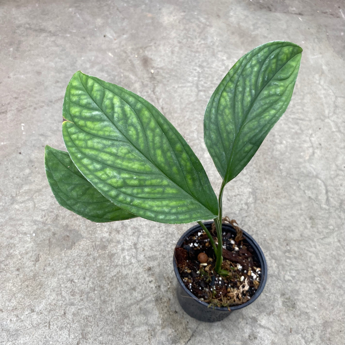 Monstera pinnapartia 'Siam' – Serres Lavoie