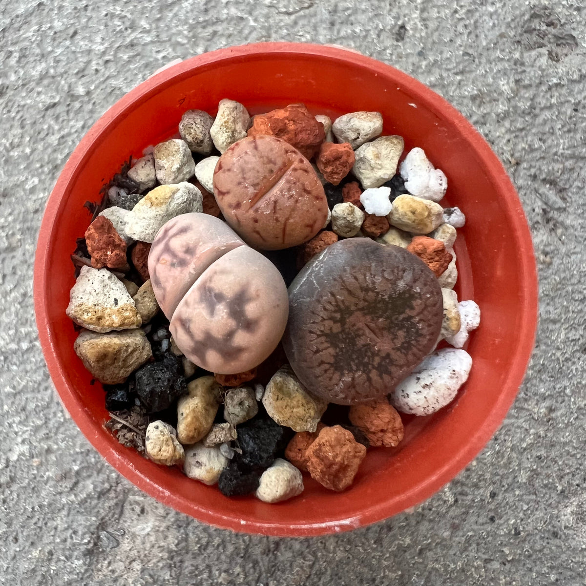 Lithops mixtes – Serres Lavoie