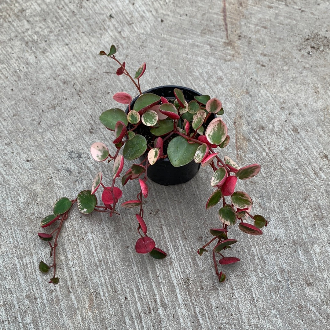 Peperomia 'Ruby Cascade' – Serres Lavoie