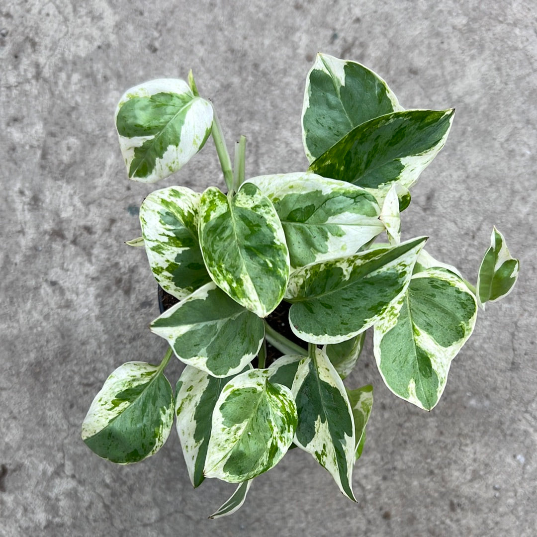 Epipremnum aureum 'Pearls and jade' | Tropicales | Plantearium – Serres ...