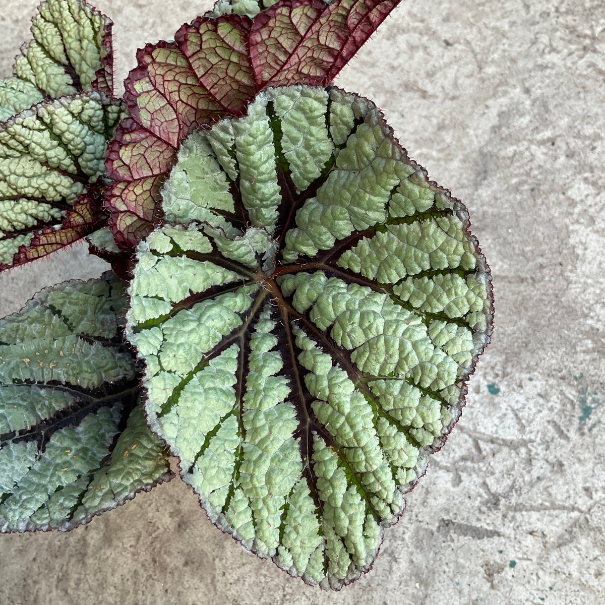 Begonia rex Megalo 'Fedor' | Tropicales | Plantearium – Serres Lavoie